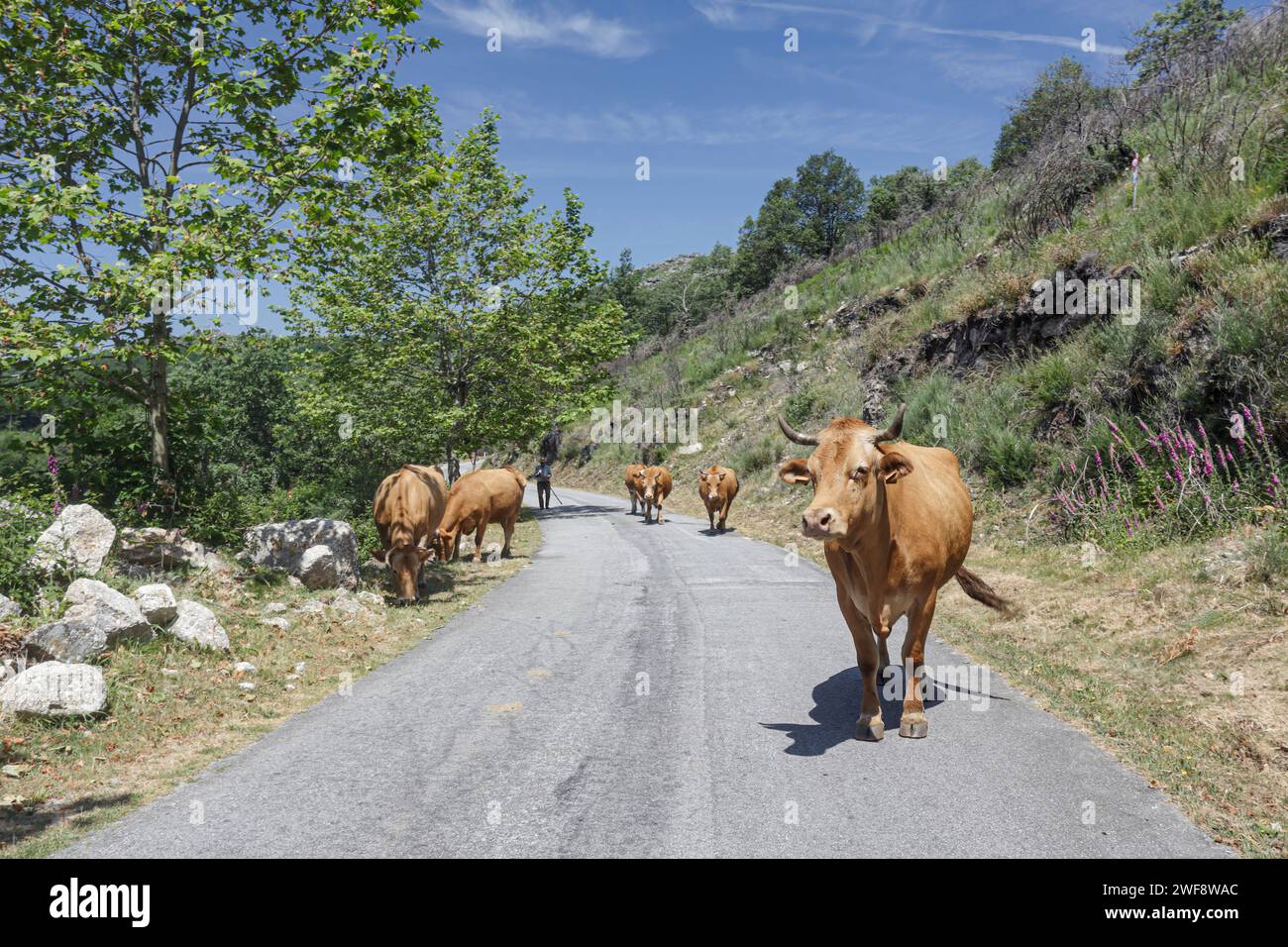 Purebred mountain cows from hi-res stock photography and images - Alamy