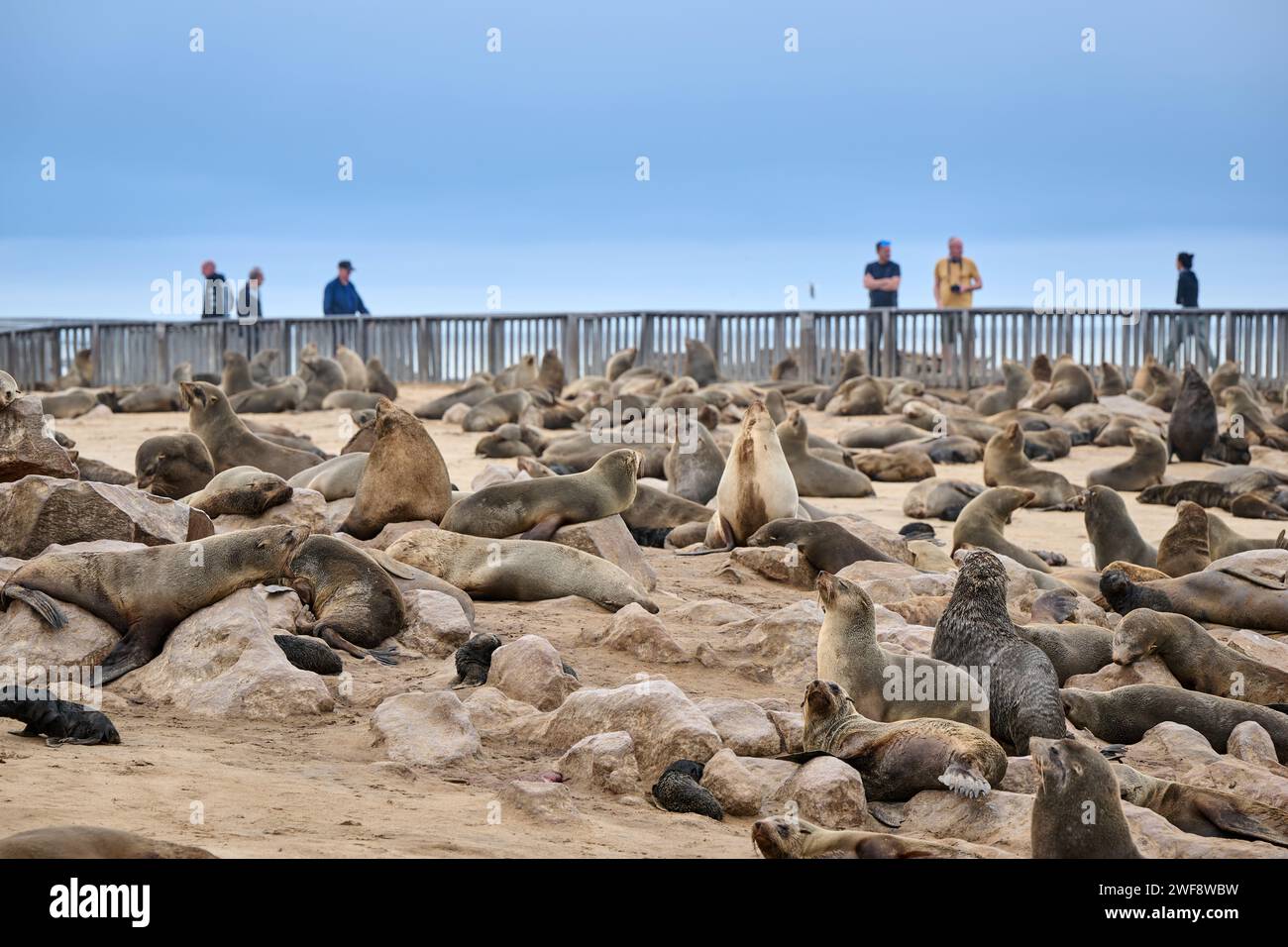 Brown fur seal colonies with babies and tourist on a boardwalk behind ...