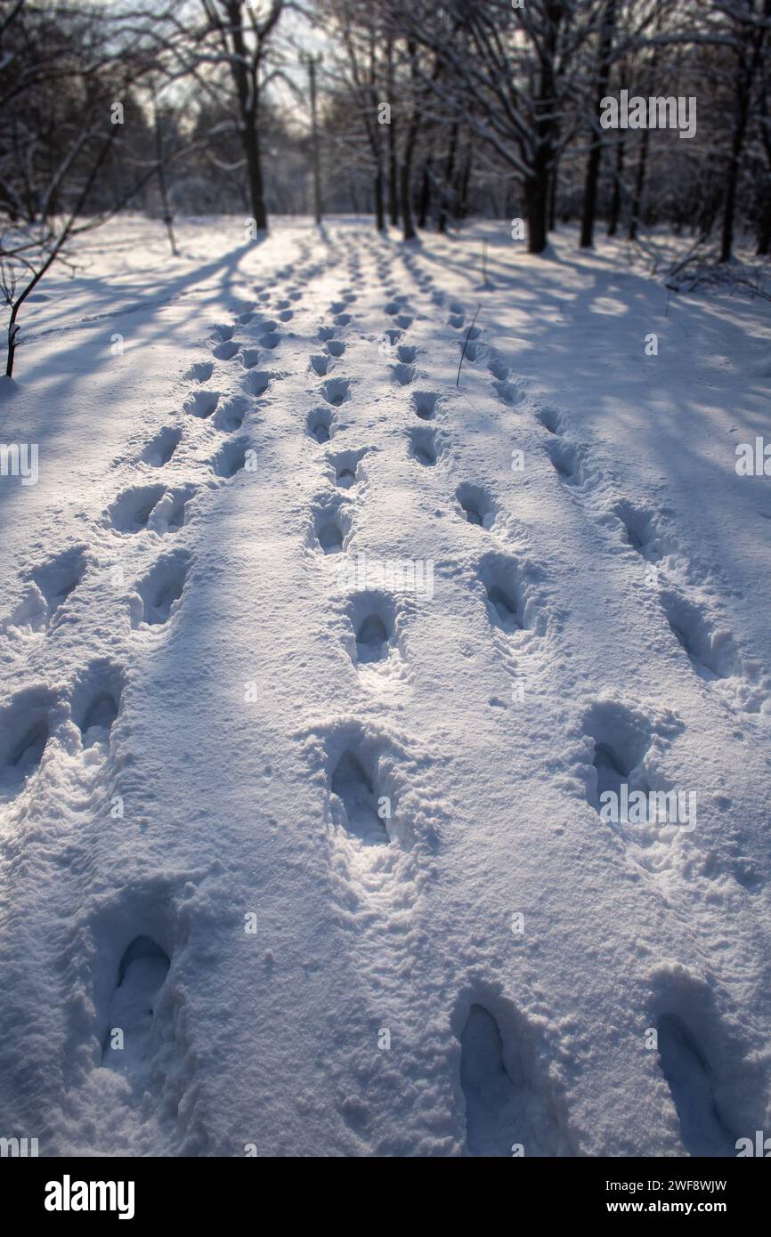 Human tracks hi-res stock photography and images - Alamy