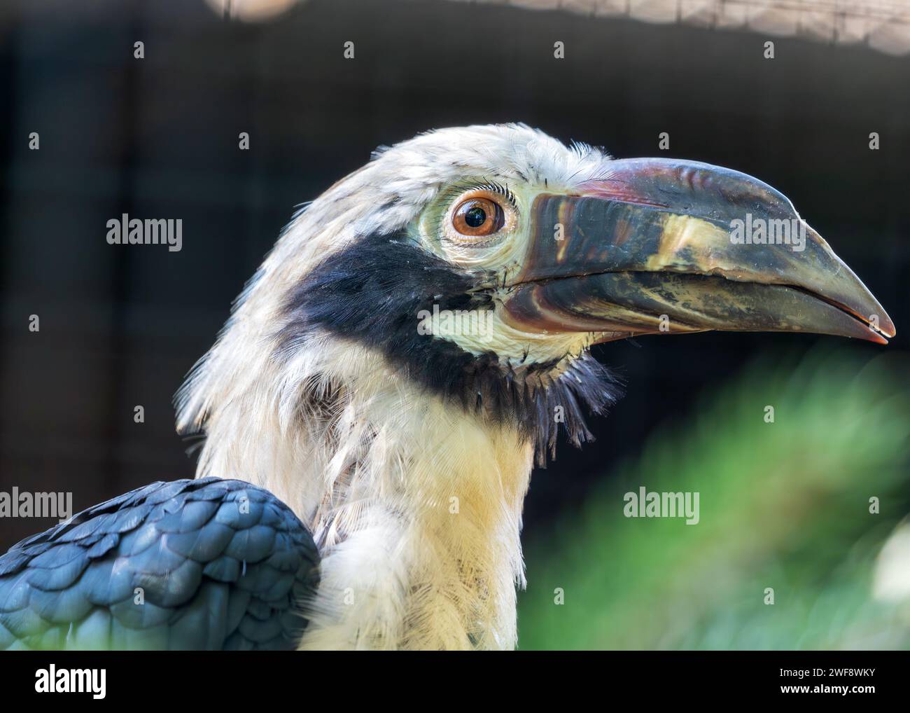Majestic Visayan Hornbill, Penelopides panini, soaring through the lush ...
