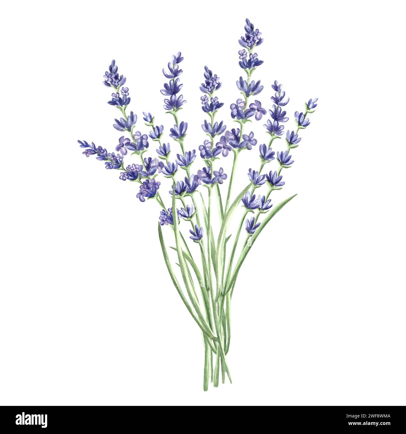Lavender flowers bunch purple, watercolor illustration. Isolated hand ...