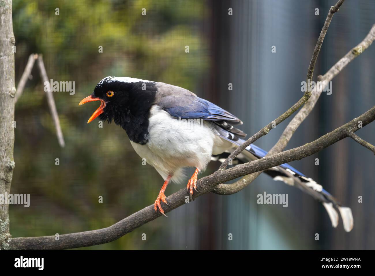 Striking Red-billed Blue Magpie, Urocissa erythroryncha, gracing the ...