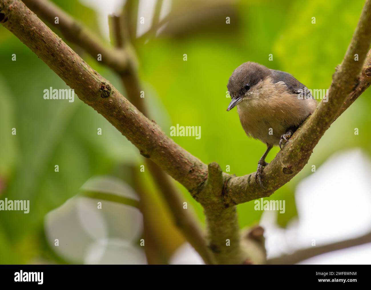 Tiny yet vibrant, the Pygmy Nuthatch, Sitta pygmaea, flits among ...