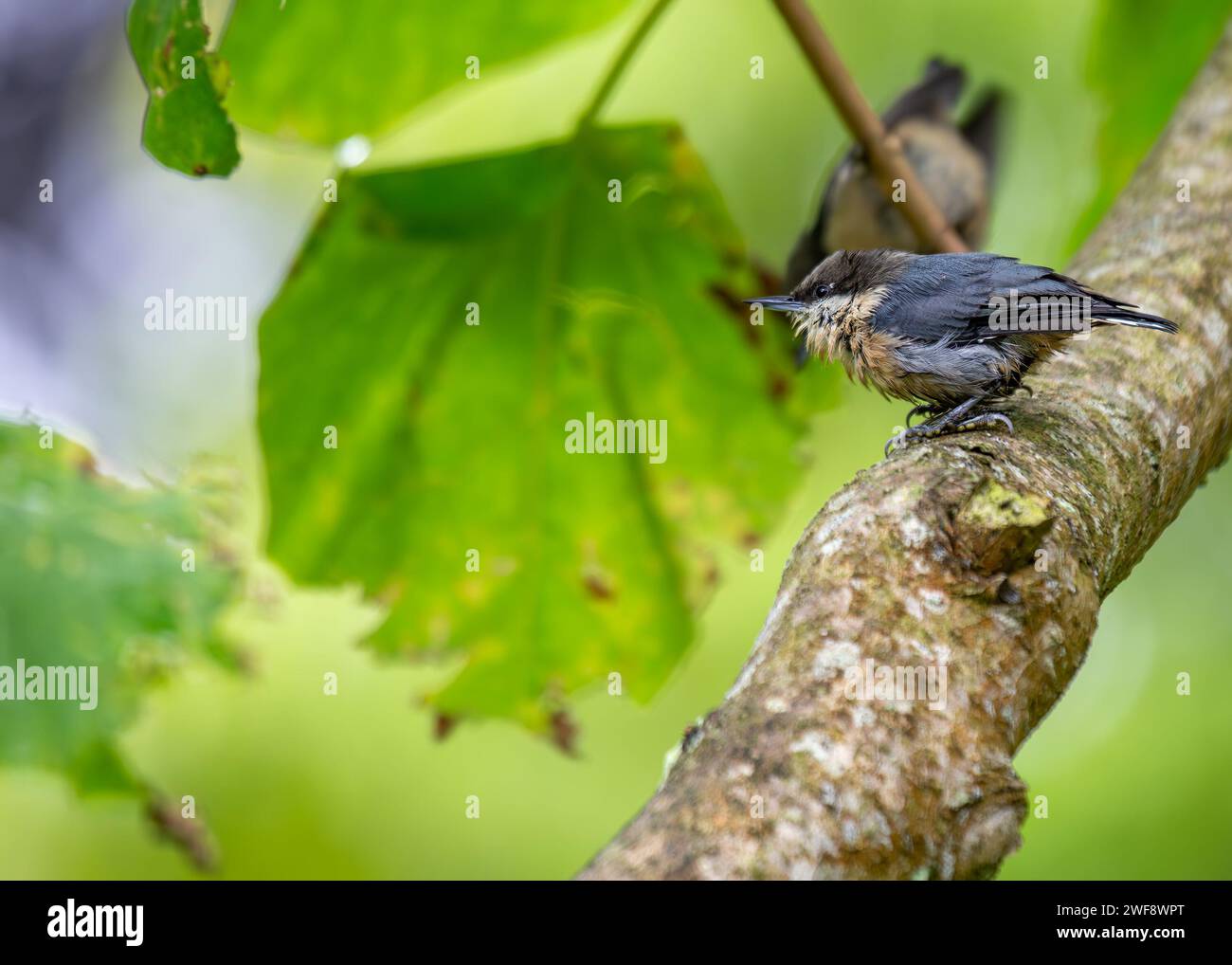 Tiny yet vibrant, the Pygmy Nuthatch, Sitta pygmaea, flits among ...