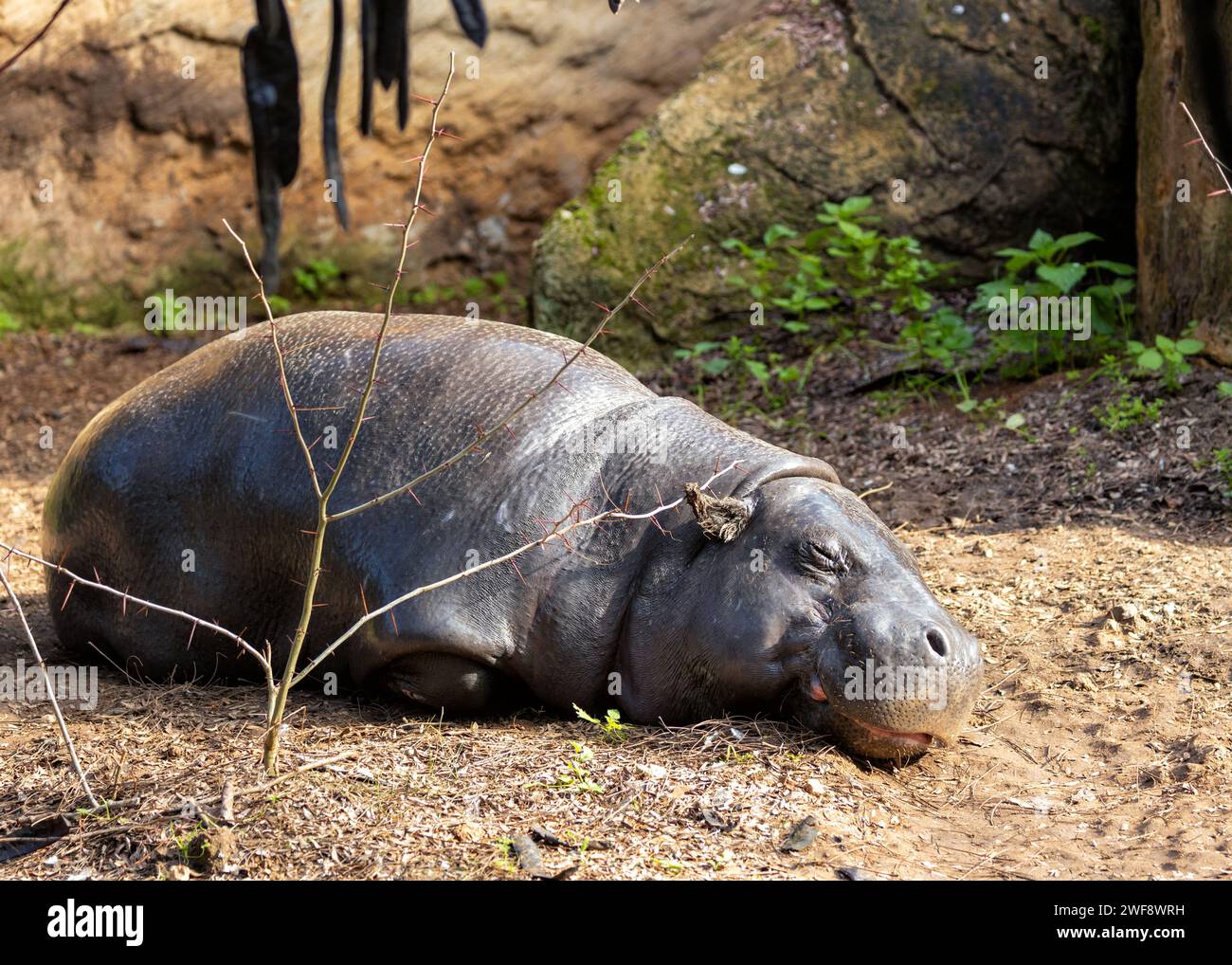 Adorable Pygmy Hippo, Choeropsis liberiensis, wading through the ...