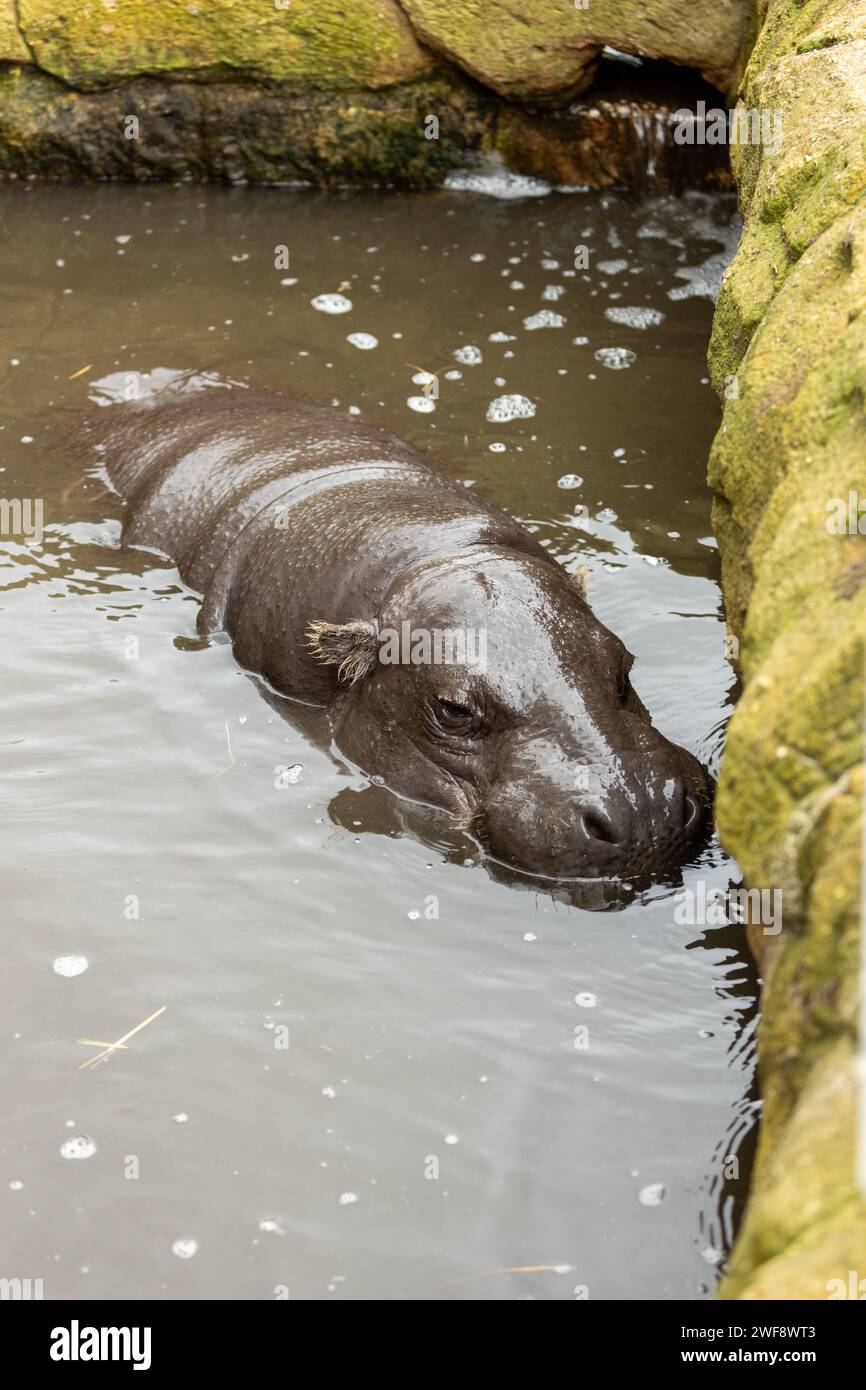 Adorable Pygmy Hippo, Choeropsis liberiensis, wading through the ...