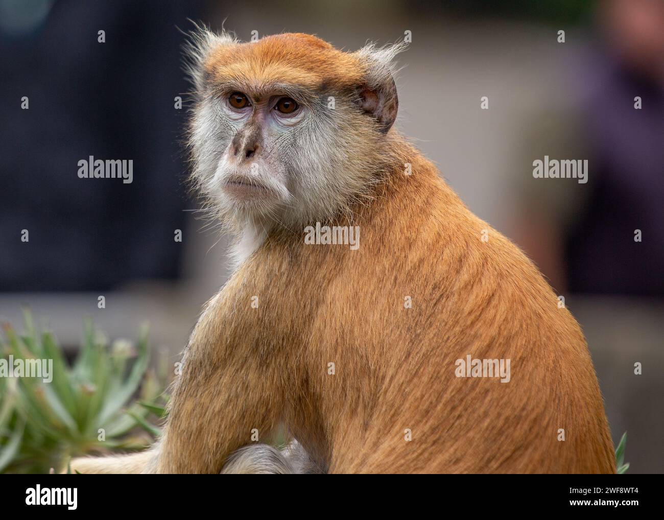 Playful Patas Monkey, Erythrocebus patas, swinging through the savannas ...