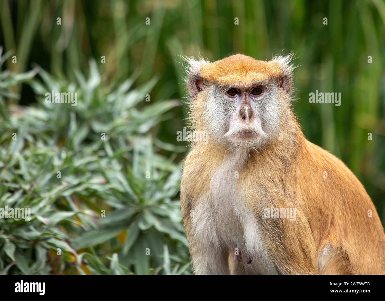 Playful Patas Monkey, Erythrocebus patas, swinging through the savannas ...