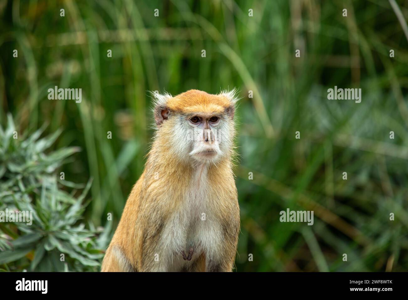 Playful Patas Monkey, Erythrocebus patas, swinging through the savannas ...