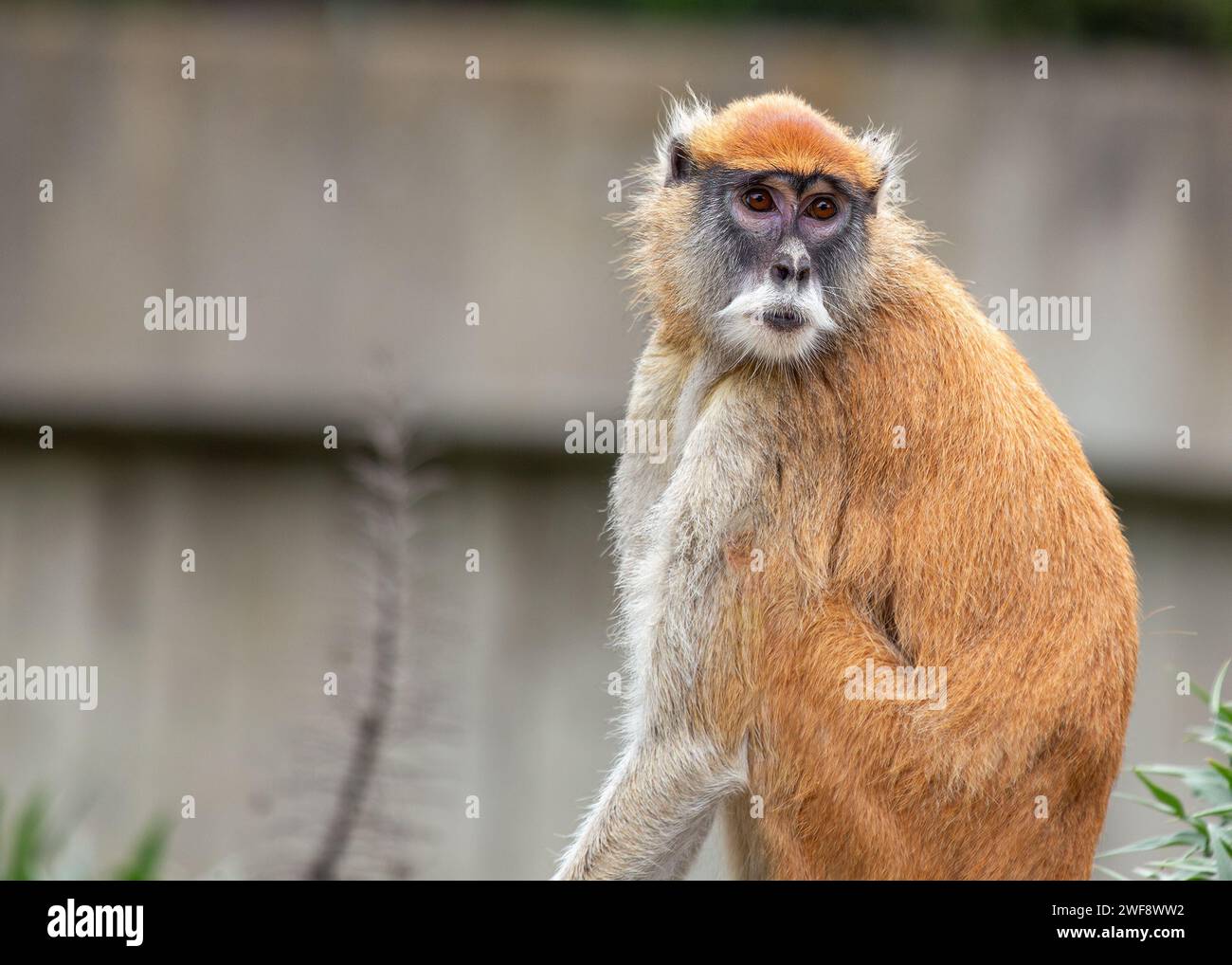 Playful Patas Monkey, Erythrocebus patas, swinging through the savannas ...