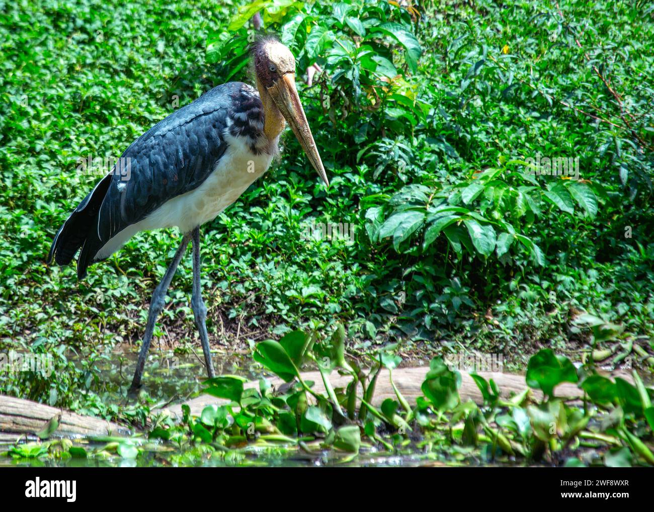 Majestic Marabou Stork, Leptoptilos crumenifer, soaring over the ...