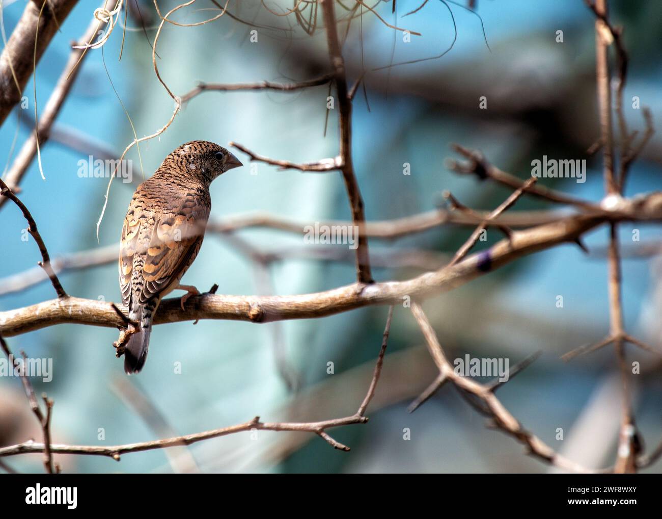 Charming Cut-throat Finch, Amadina fasciata, bringing color to the ...