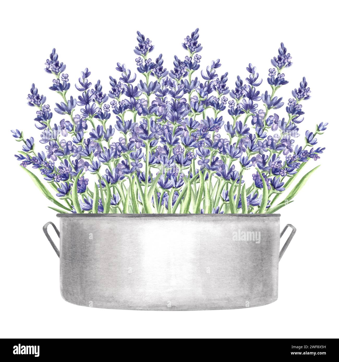 Lavender flowers bunch purple in flower pot, gray trough, watercolor ...