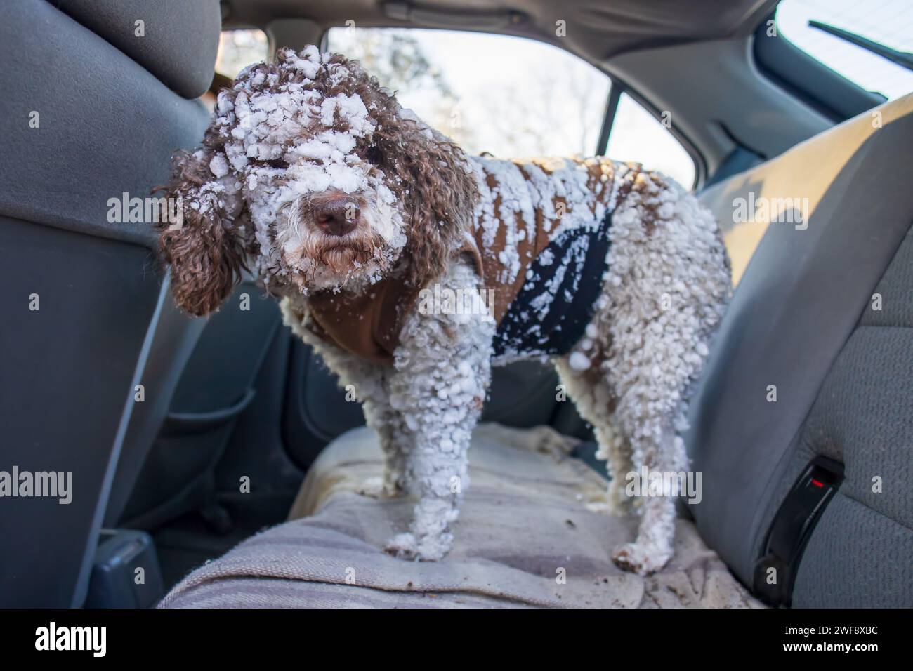 cute dog covered in snow standing in car backseat Stock Photo - Alamy