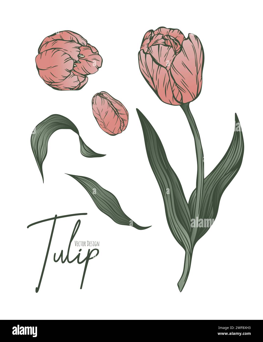 Tulip line art hi-res stock photography and images - Alamy