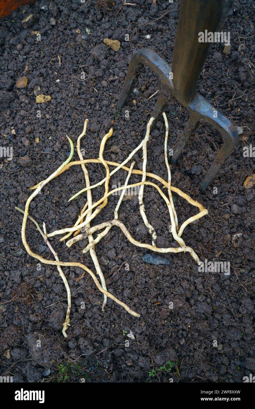 Bindweed roots dug from a garden Stock Photo - Alamy