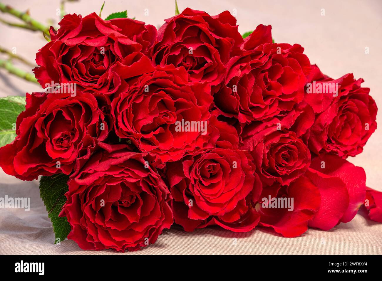 Scarlet present hi-res stock photography and images - Alamy