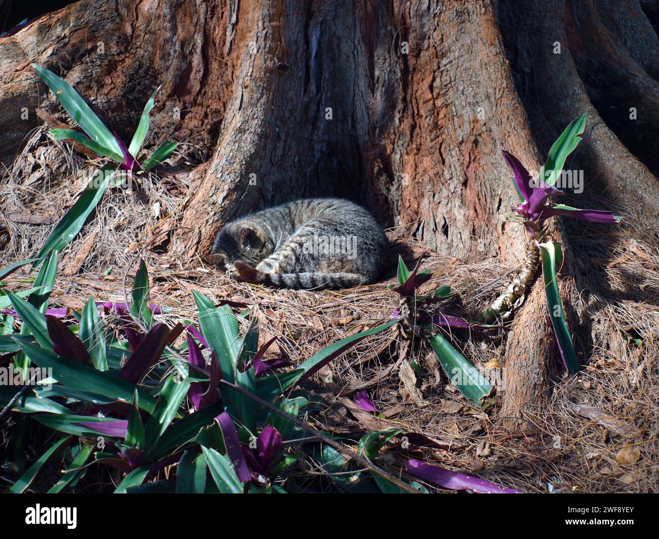 Homeless cat sleeping under a tree (wide shot Stock Photo - Alamy