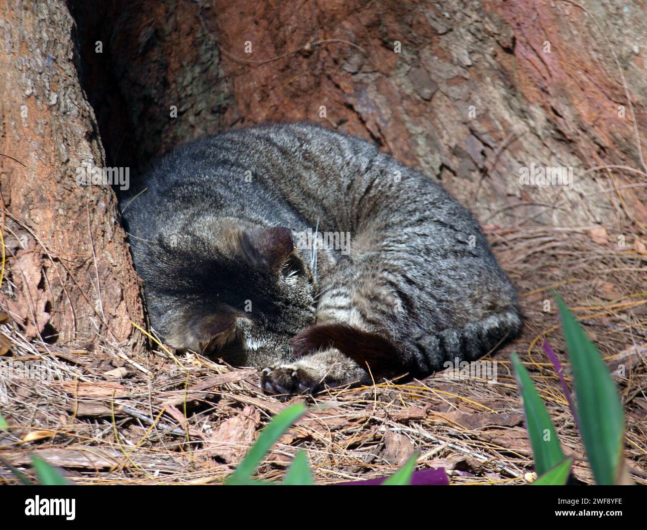 Sleeping under the tree hi-res stock photography and images - Alamy
