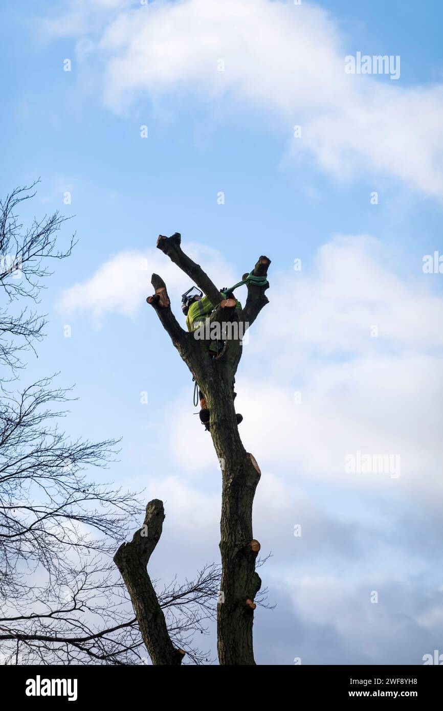 Tree surgeon in process of cutting down tree Stock Photo - Alamy