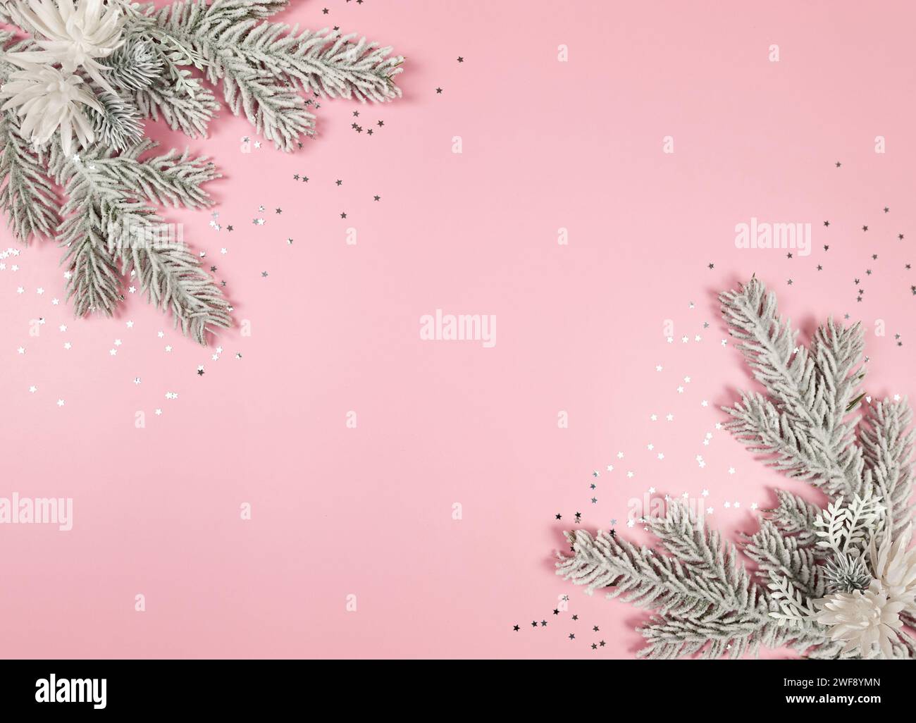 Christmas composition, fir tree branches, winter flowers, silver stars confetti on pink ...