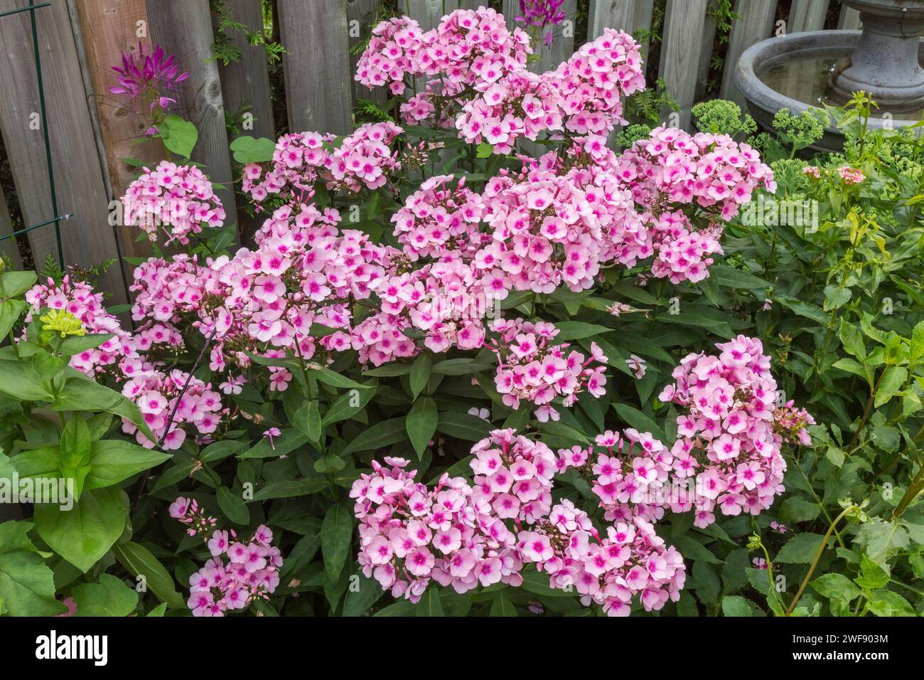 Phlox paniculata - Garden Phlox in border in summer Stock Photo - Alamy