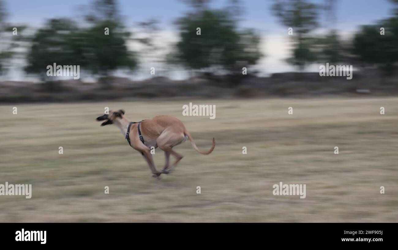A lively dog joyfully running through a lush green field surrounded by ...