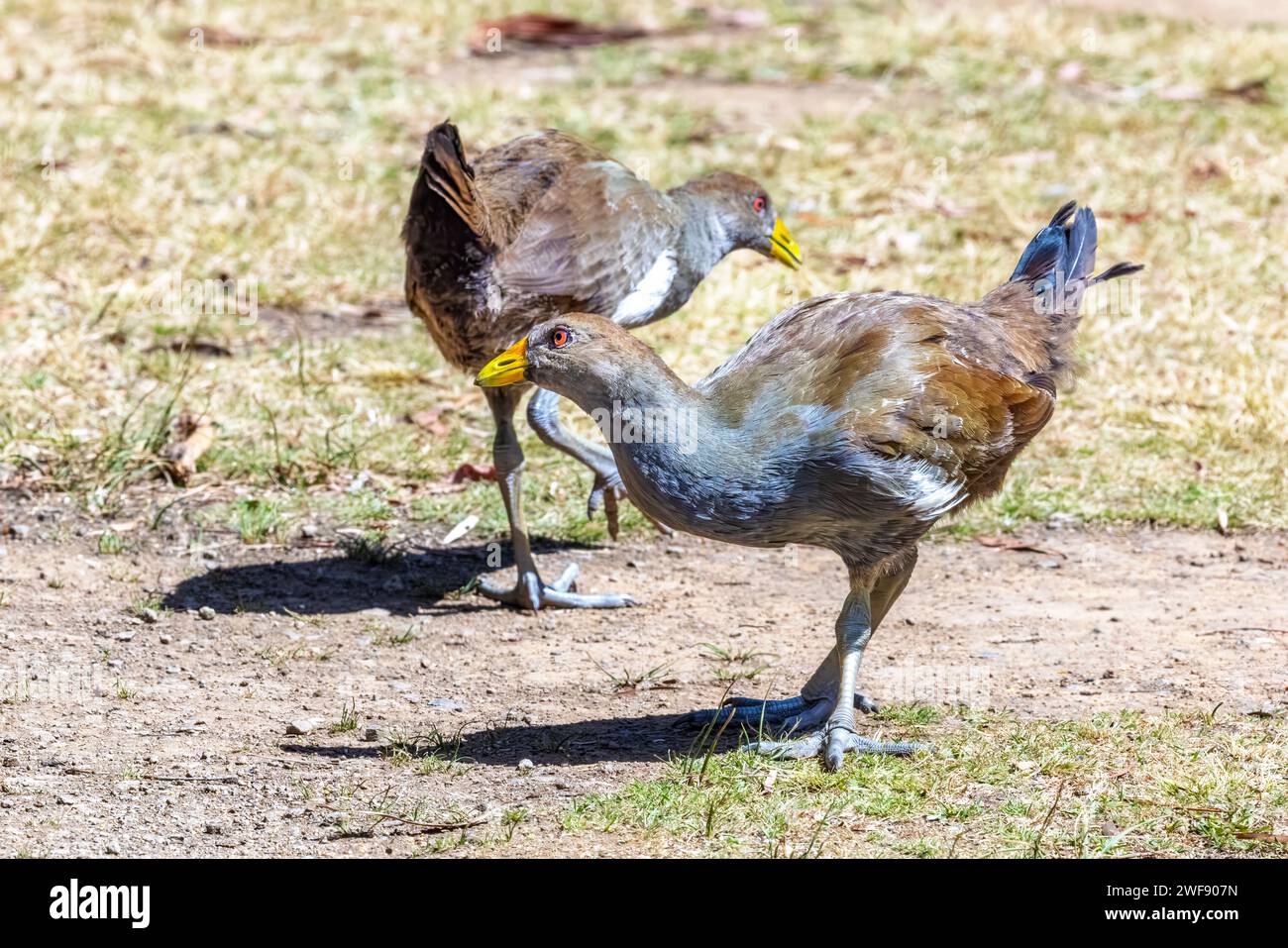 Tasmanian native hen hi-res stock photography and images - Alamy