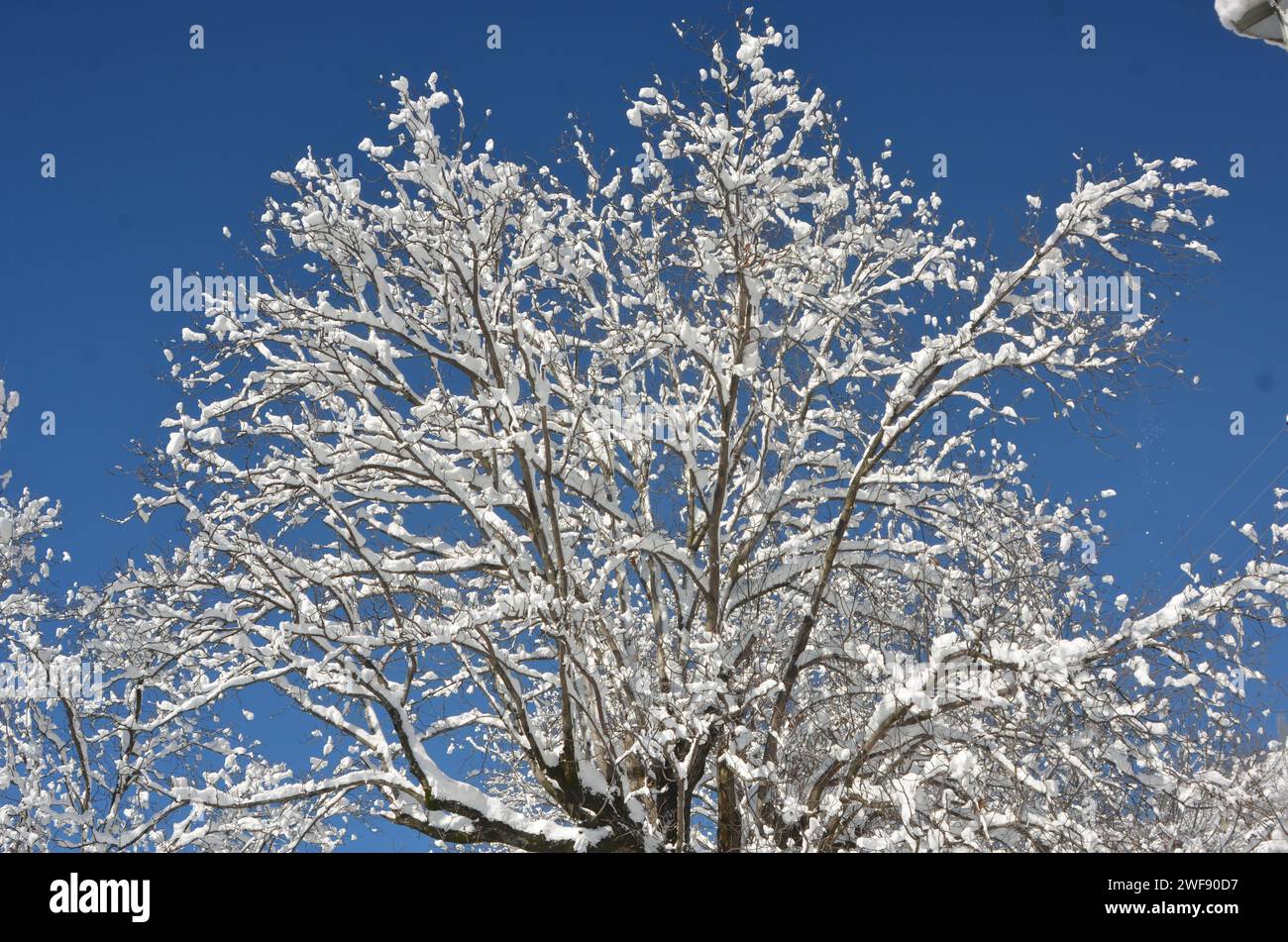 Pakistan Winter weather conditions, Walnut Tree During heavy Snowfall ...