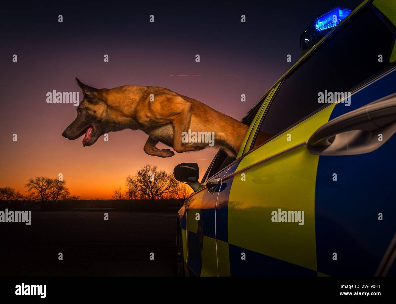 Malinois police dog leaping from the side window of a police car (dog ...
