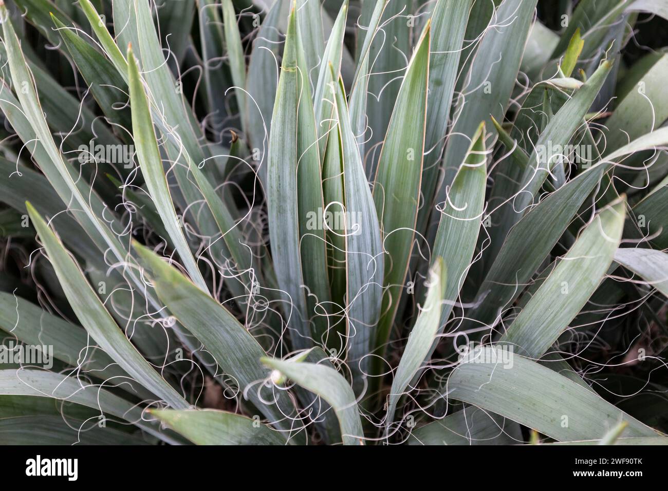 Agave filifera hi-res stock photography and images - Alamy