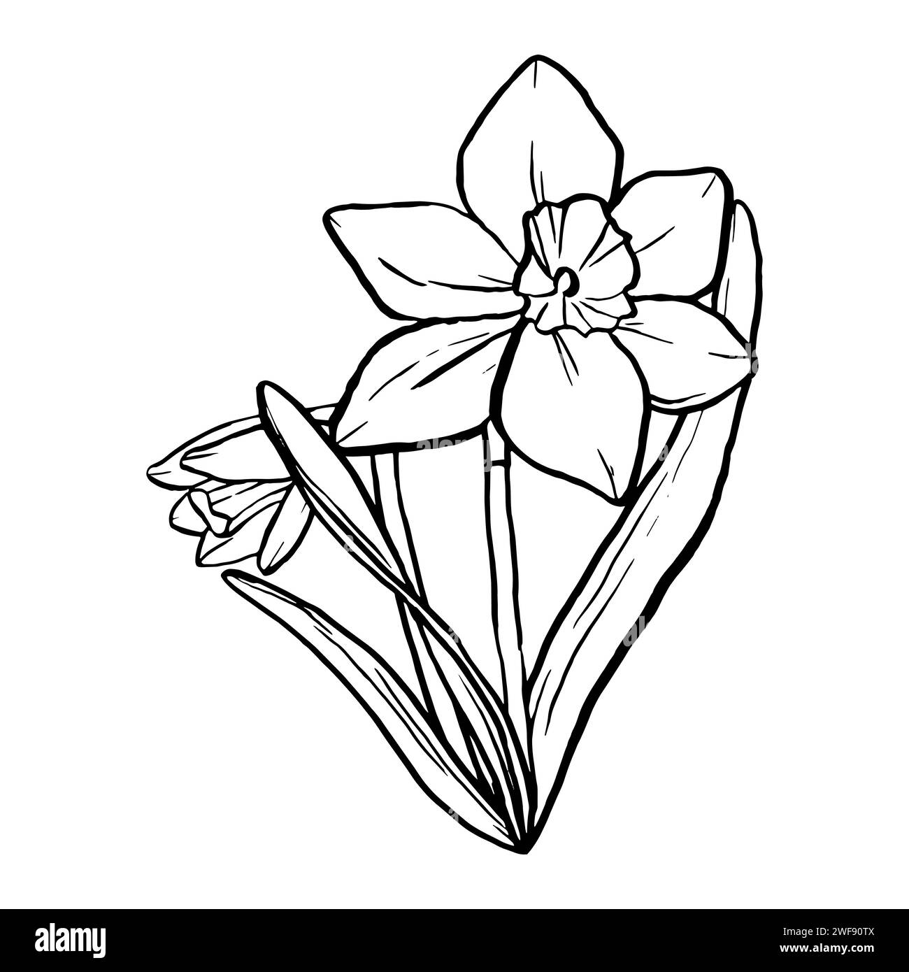 Black contour linear silhouette daffodil isolated on white background ...