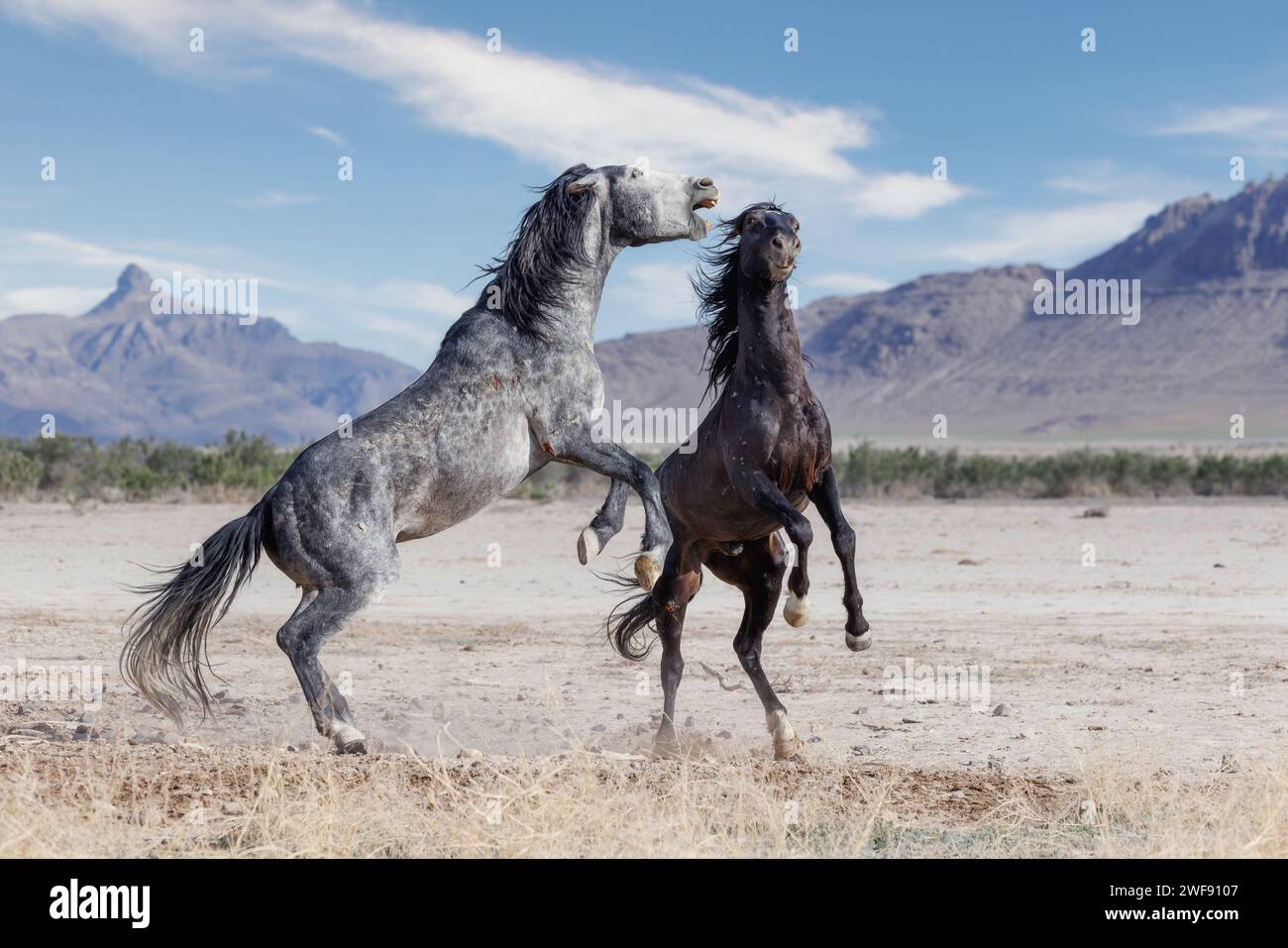 The Onaqui Mountain wild horse herd have a slight to moderate build and ...