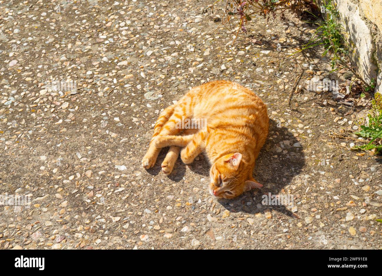 Orange tabby kitten sunbathing Stock Photo - Alamy