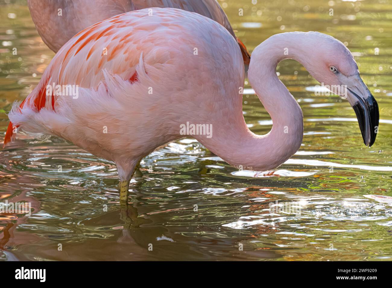 Flamingo wading wildlife hi-res stock photography and images - Alamy