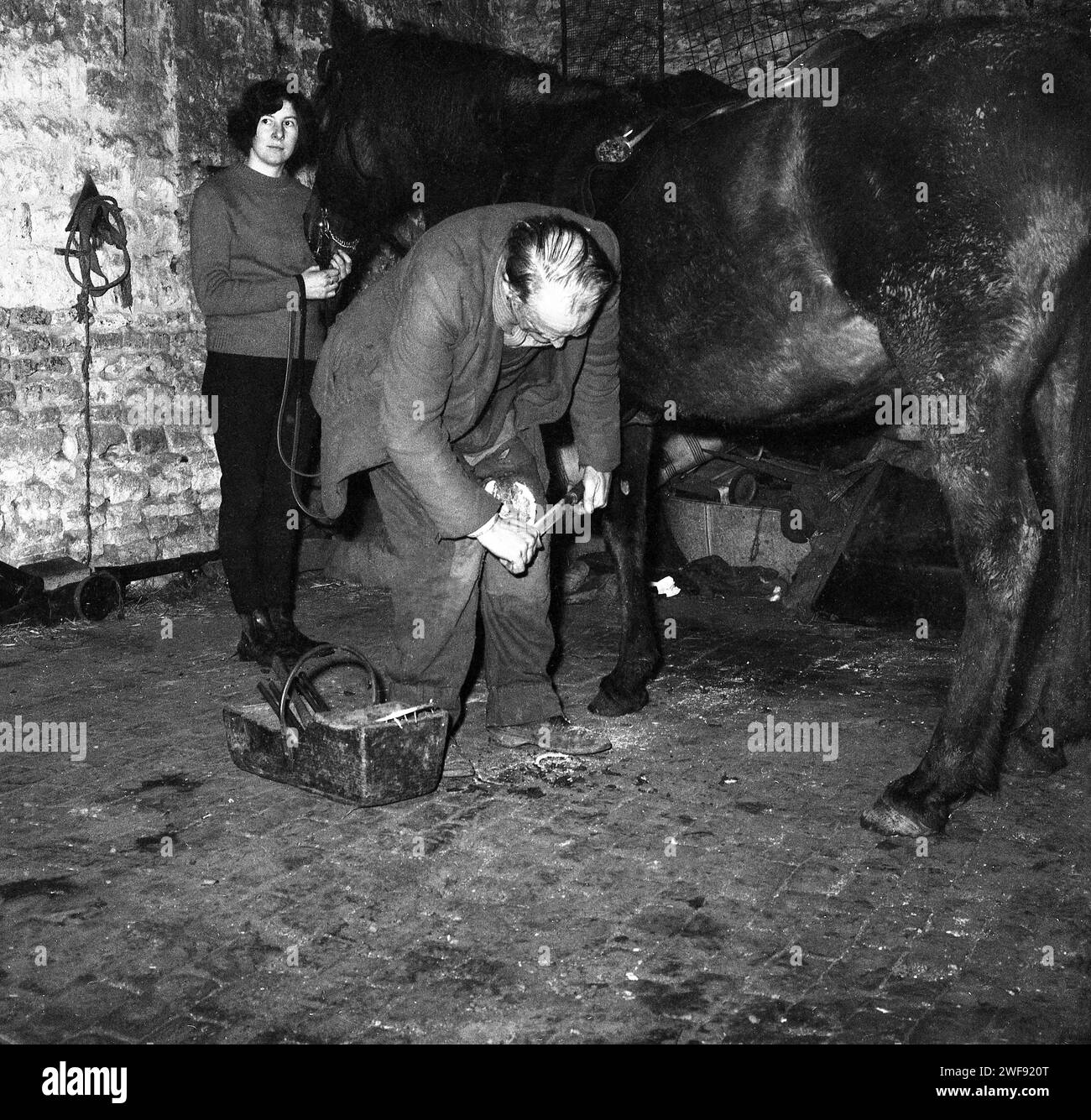 1970s, historical, an elderly blacksmith or farrier, at work in stables ...