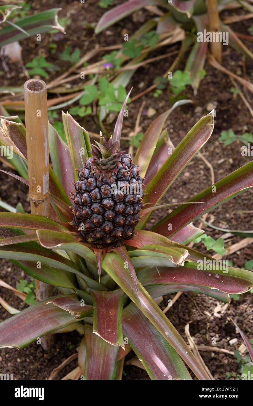 Pineapple plantation in a Greenhouse at Sao Miguel island of the Azores ...