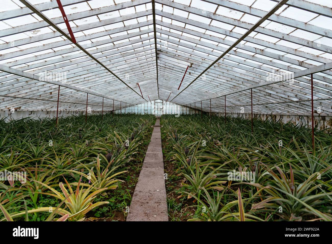 Pineapple plantation in a Greenhouse at Sao Miguel island of the Azores ...