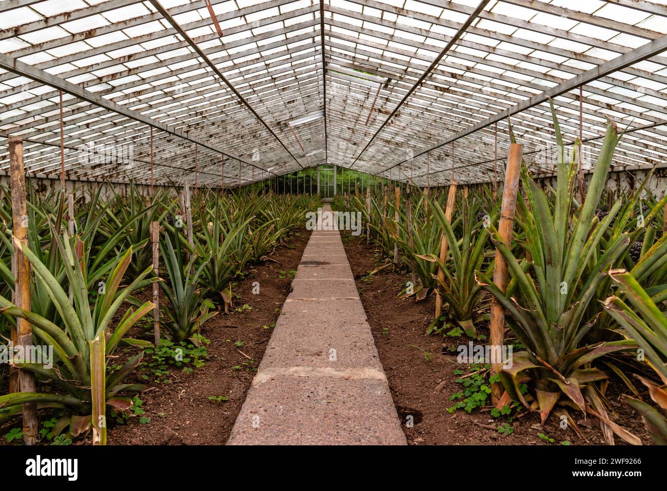 Pineapple plantation in a Greenhouse at Sao Miguel island of the Azores ...