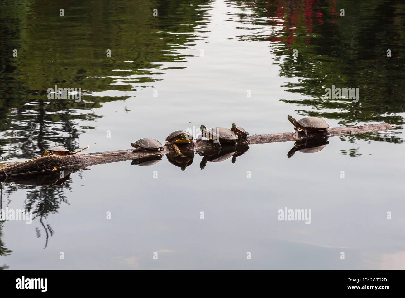 Turtle with many colors hi-res stock photography and images - Alamy