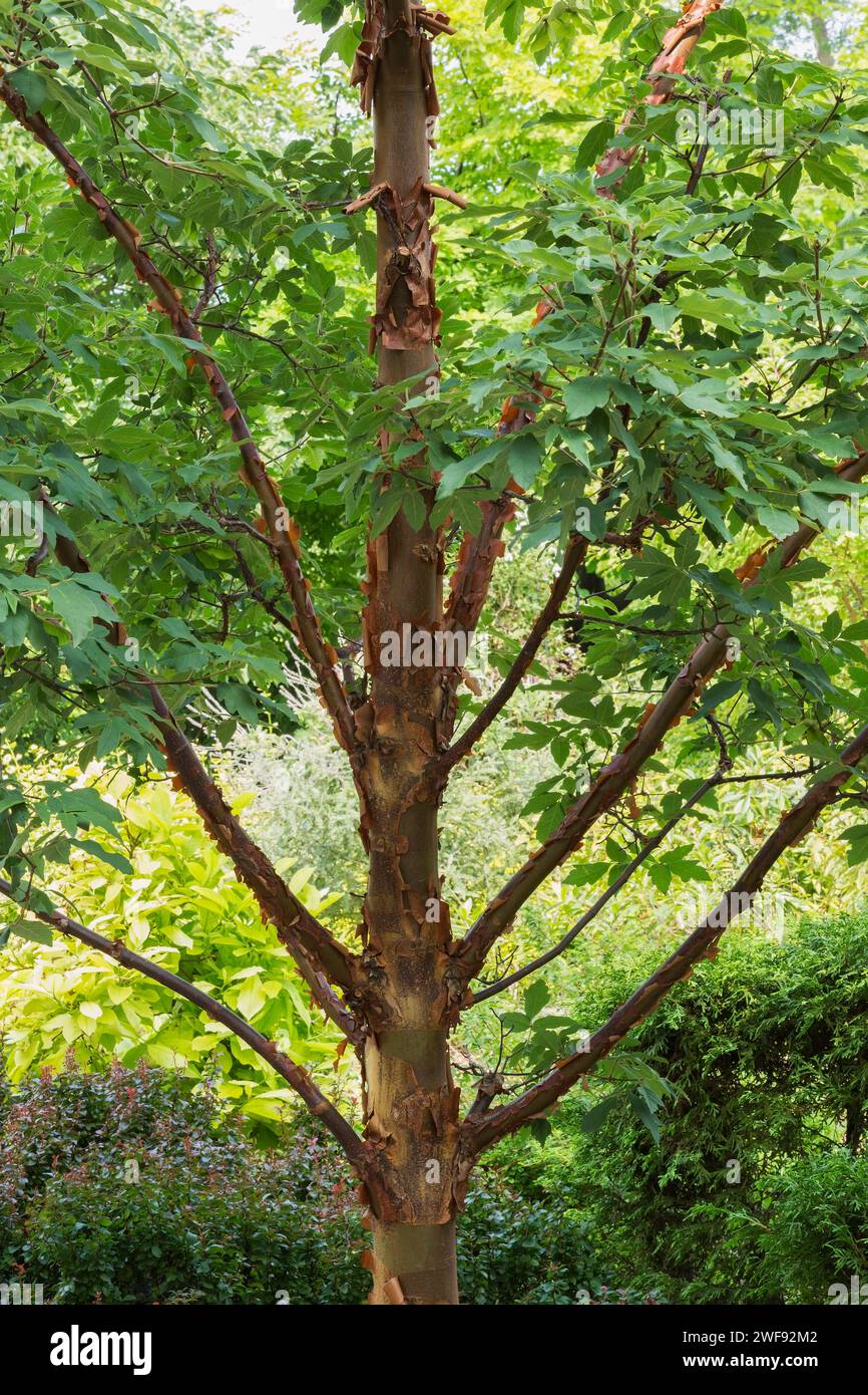 Acer griseum paperbark maple tree hi-res stock photography and images ...