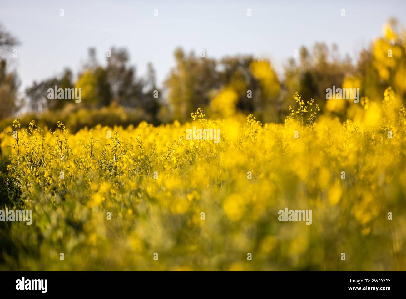 Rapsfeld in voller gelber Blüte Stock Photo - Alamy