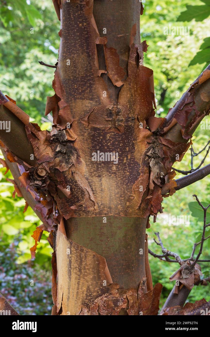 Acer griseum - Paperbark Maple tree trunk in summer Stock Photo - Alamy