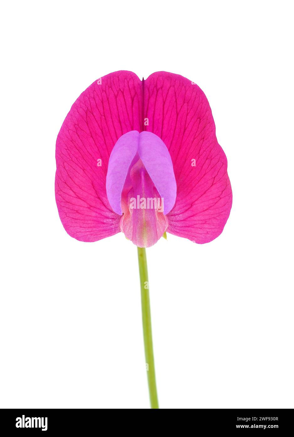 Spanish vetchling flower isolated on white background, Lathyrus ...