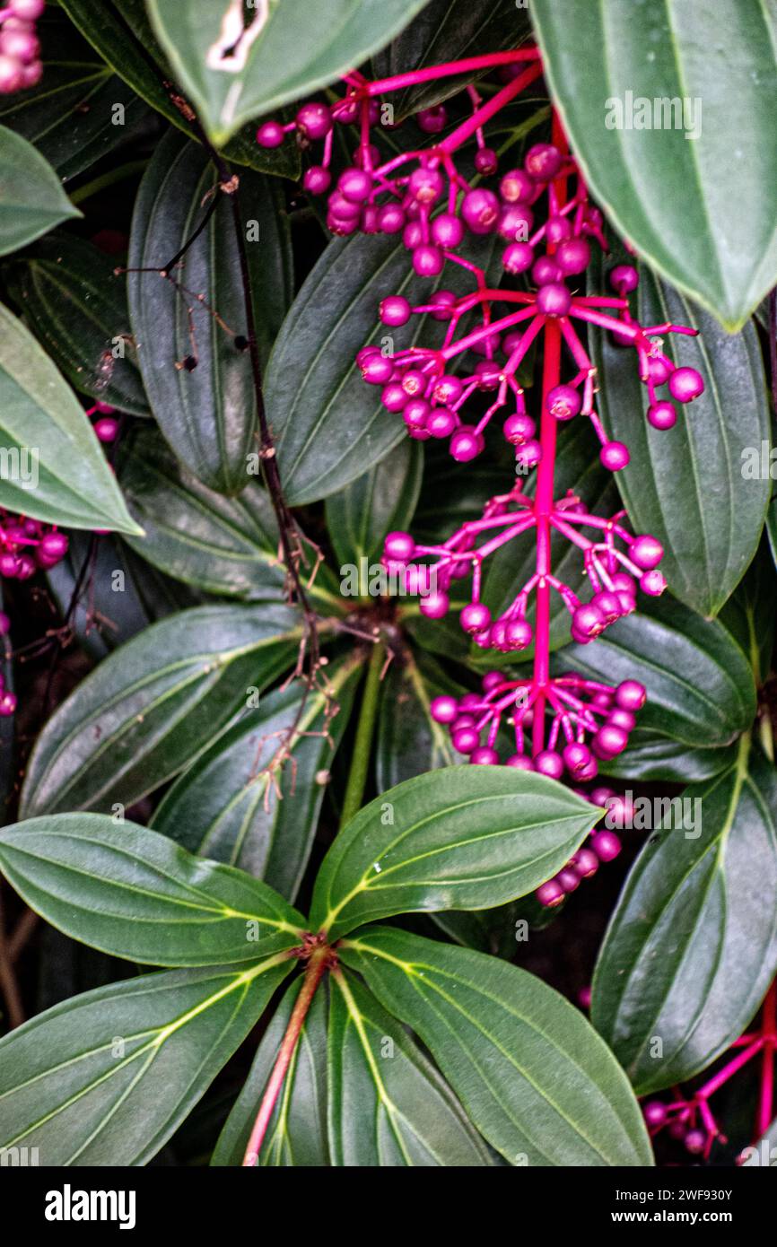 Philippines pink plant hi-res stock photography and images - Alamy