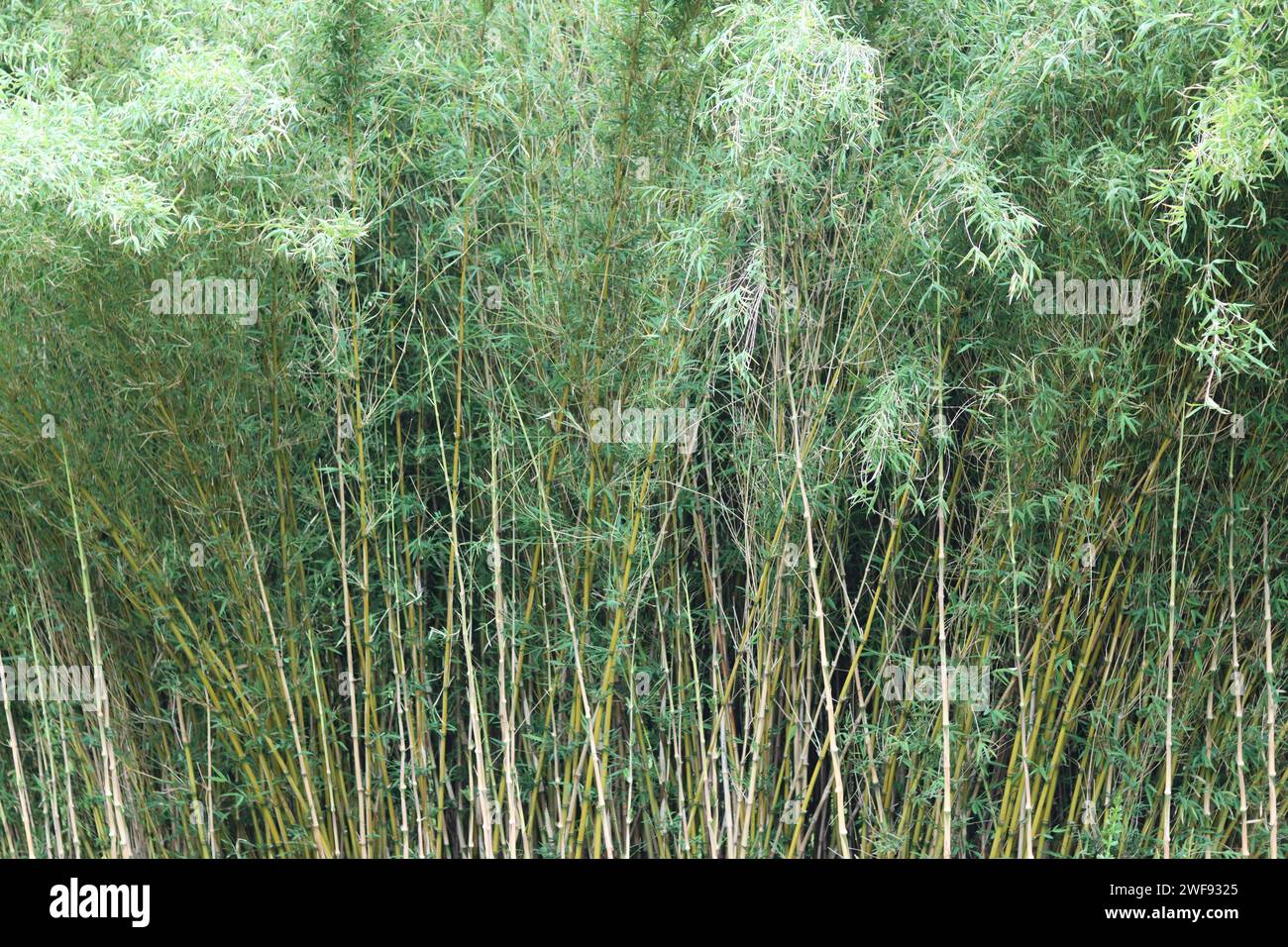Large area of bamboo, with dense foliage Stock Photo - Alamy