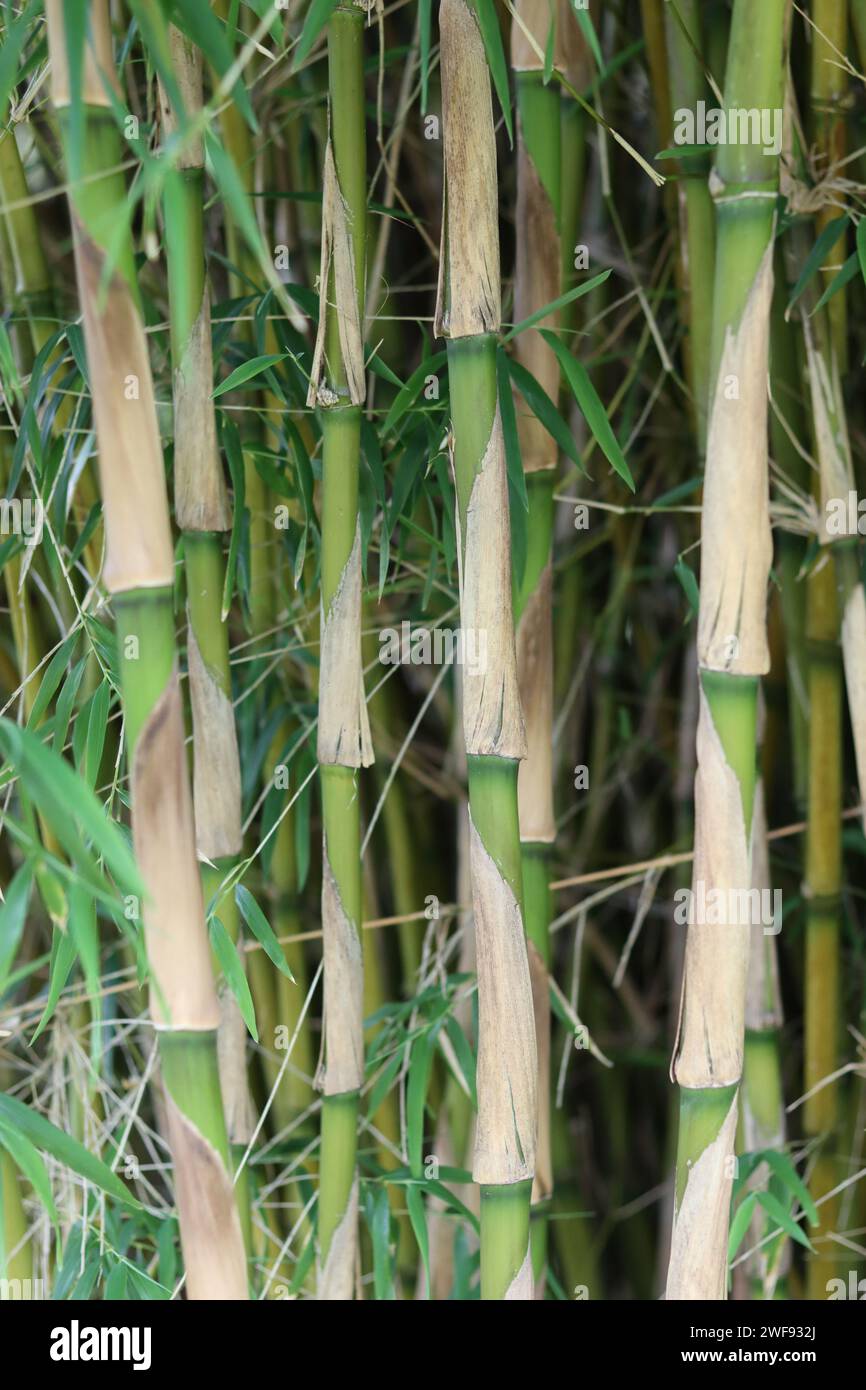 Thick green stems hi-res stock photography and images - Alamy