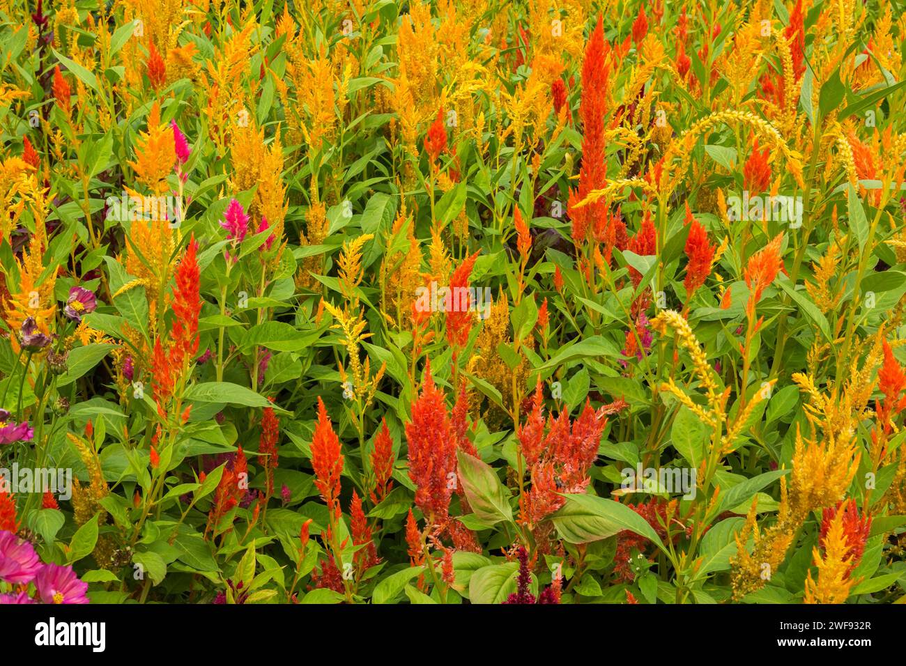 Plume cockscomb hi-res stock photography and images - Alamy