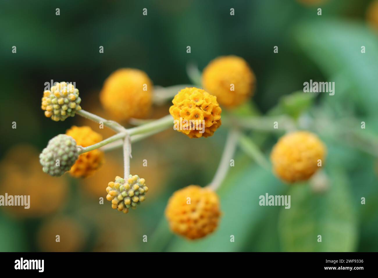 Buddleia orange hi-res stock photography and images - Alamy
