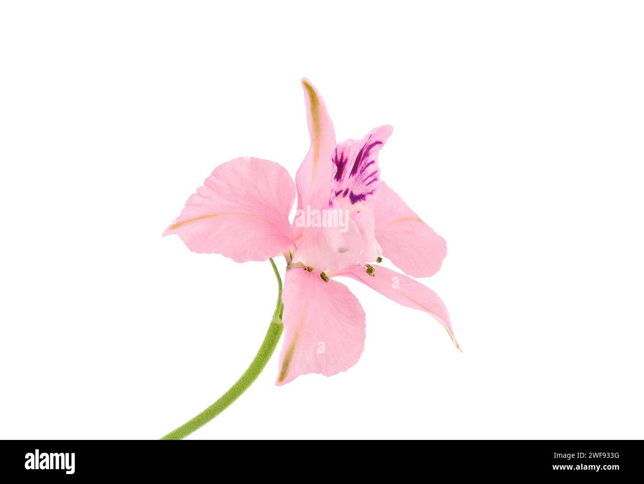 Oriental knight’s spur pink flower isolated on white background ...